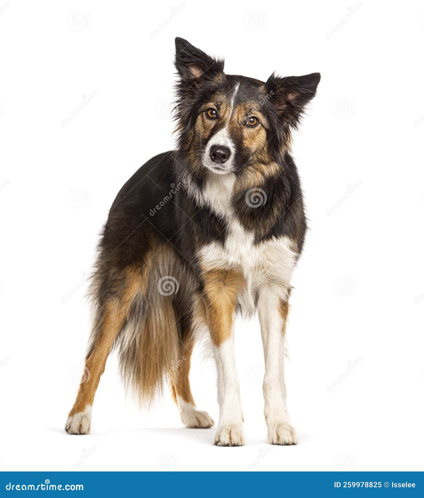 Standing Tri Collored Border Collie Looking at the Camera, Two Years ...