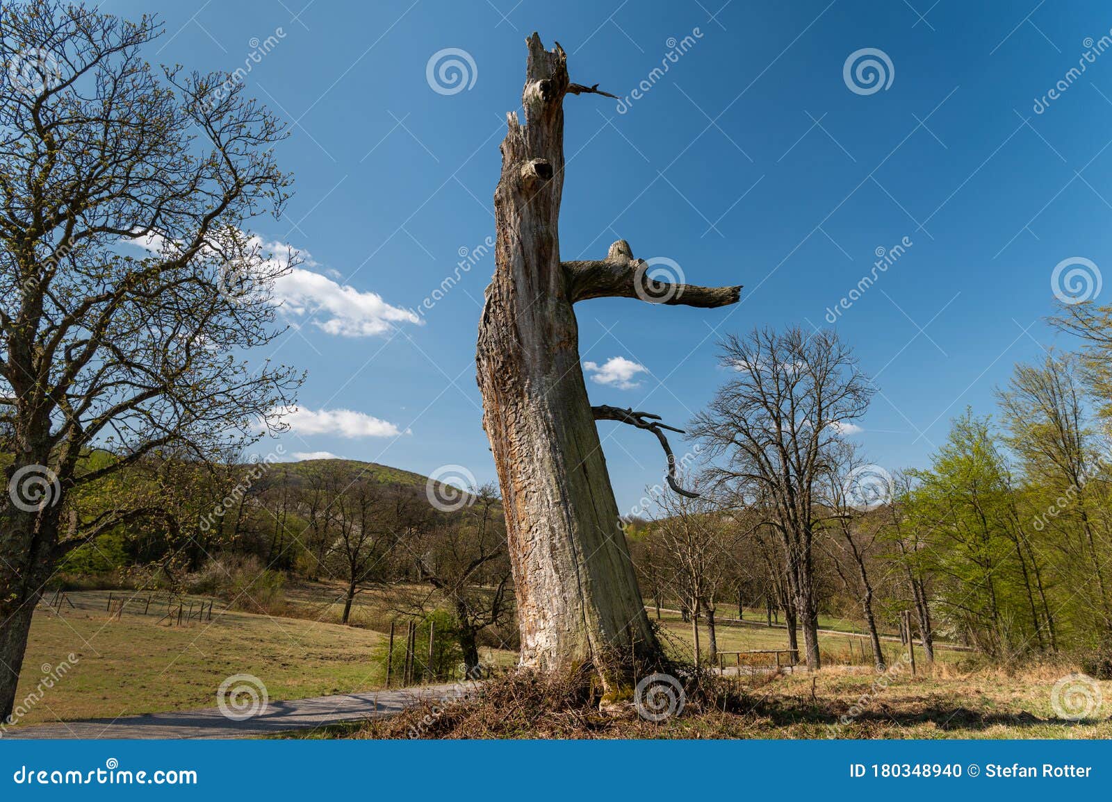 Standing Trunk of a Big Dead Oak Tree Stock Photo - Image of grass ...