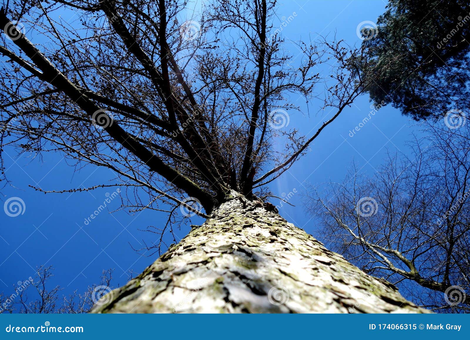 Standing Under Tree Branches Stock Image - Image of bark, trunk: 174066315
