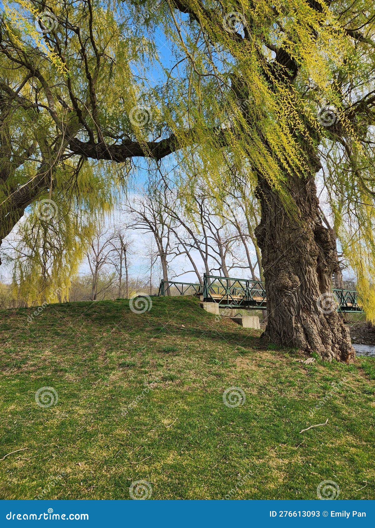 Standing Under a Willow Tree Stock Image - Image of garden, branch ...