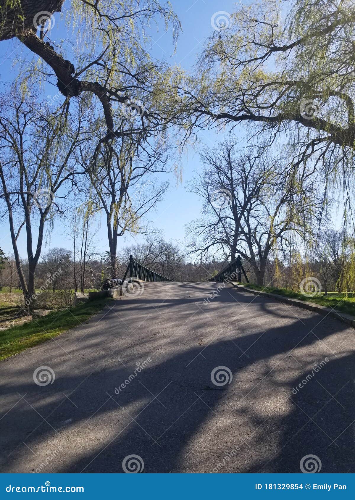 Standing Under Willow Trees Stock Photo - Image of trees, standing ...