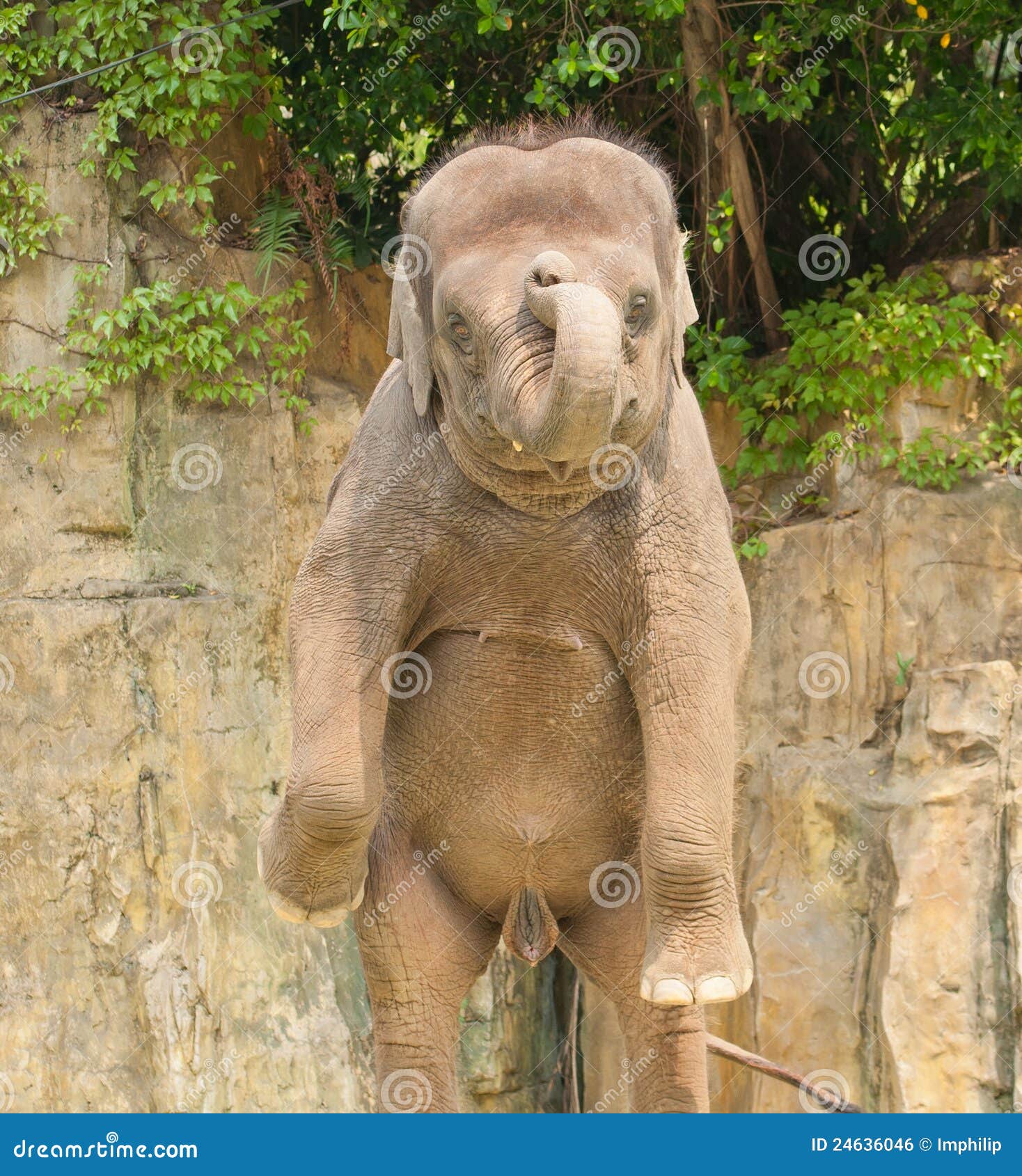 Standing Up Elephant Royalty Free Stock Image - Image: 24636046