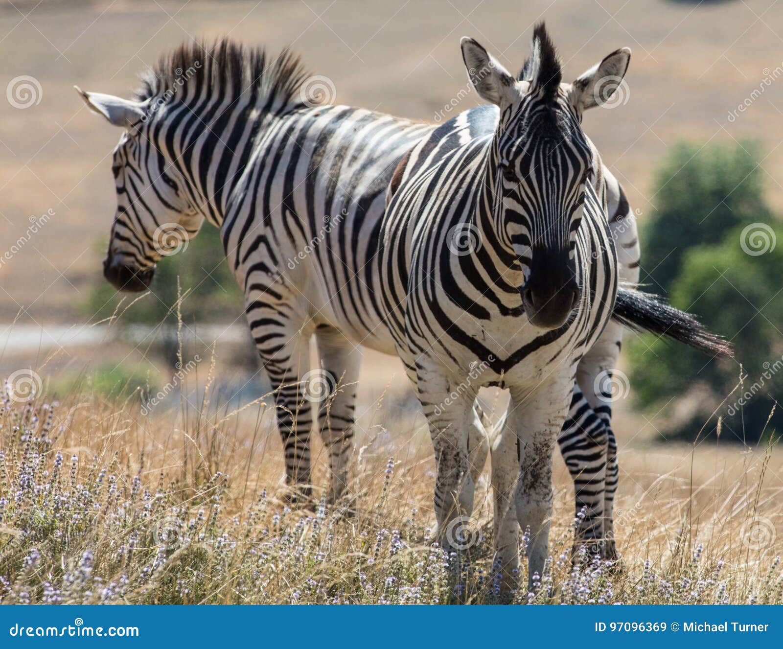 Standing Watch stock image. Image of africa, skin, tanzania - 97096369