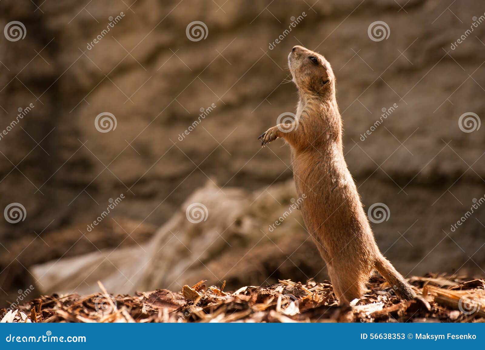 Standing and Watching Gopher Something Stock Image - Image of field ...