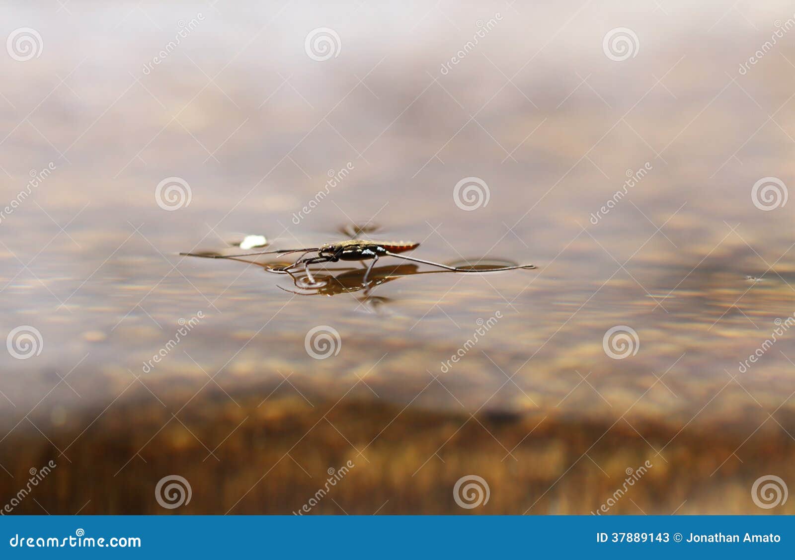 Standing on Water stock image. Image of puddle, pond - 37889143