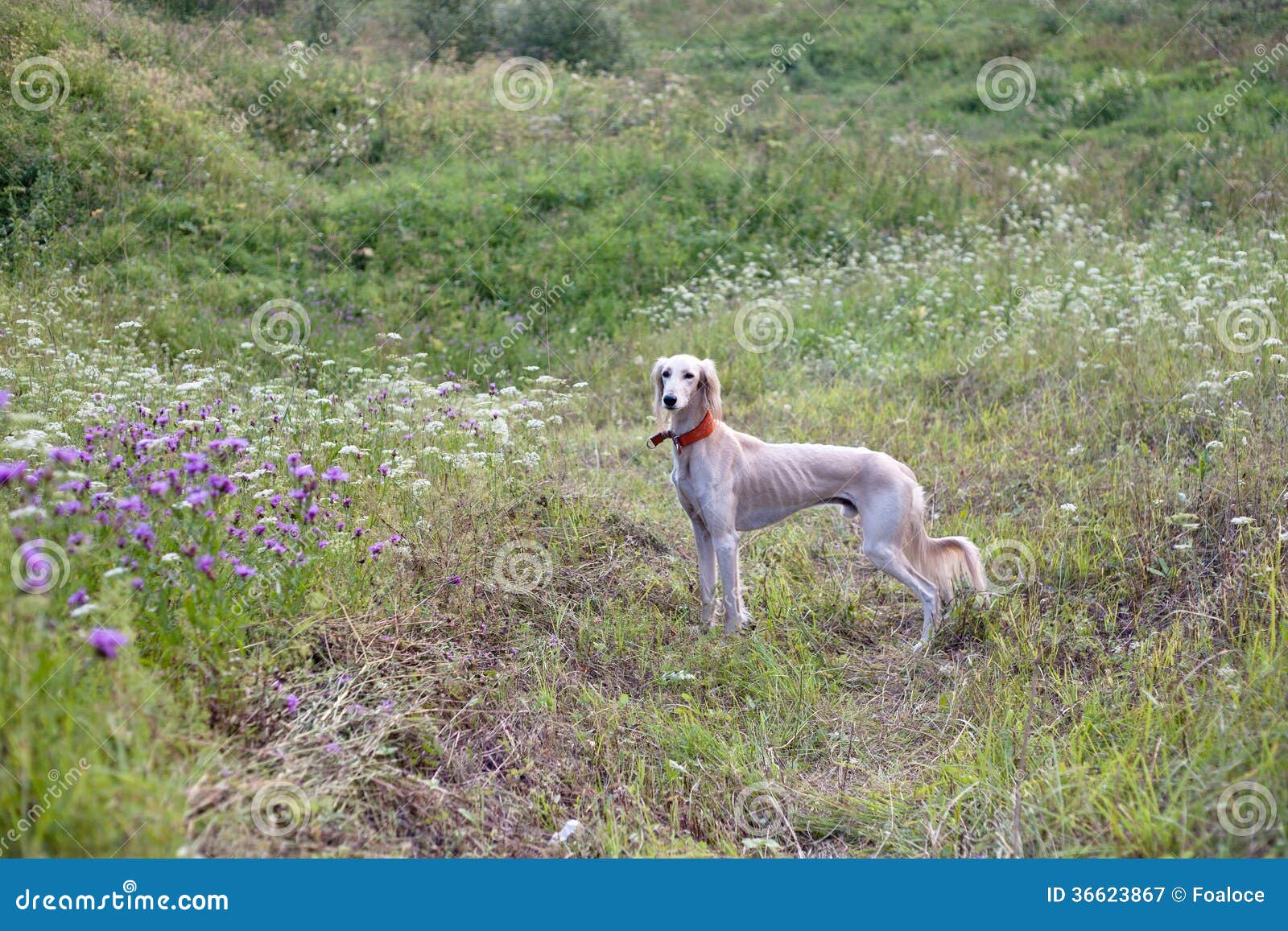 Standing white saluki stock image. Image of grass, horizontal - 36623867