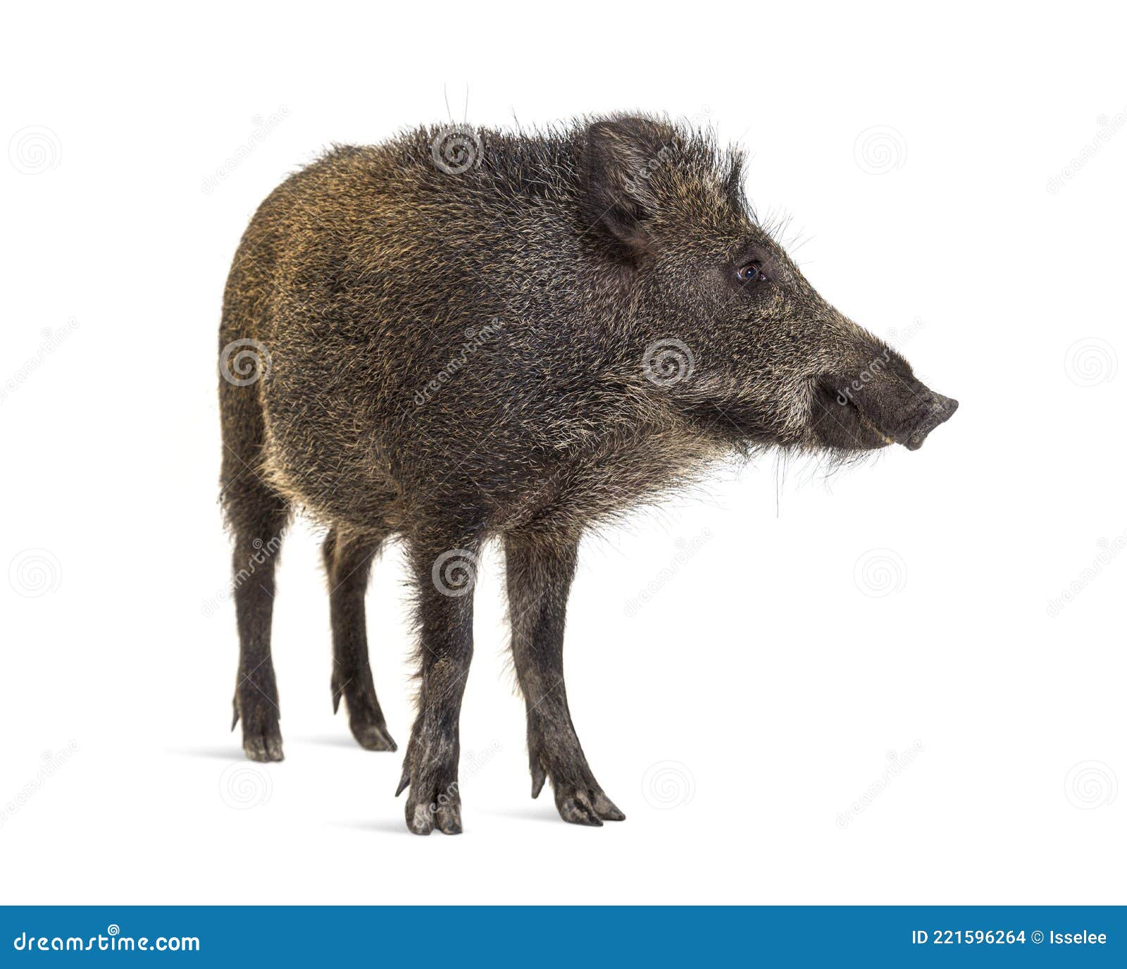 Standing Wild Boar, Isolated Stock Photo - Image of full, studio: 221596264
