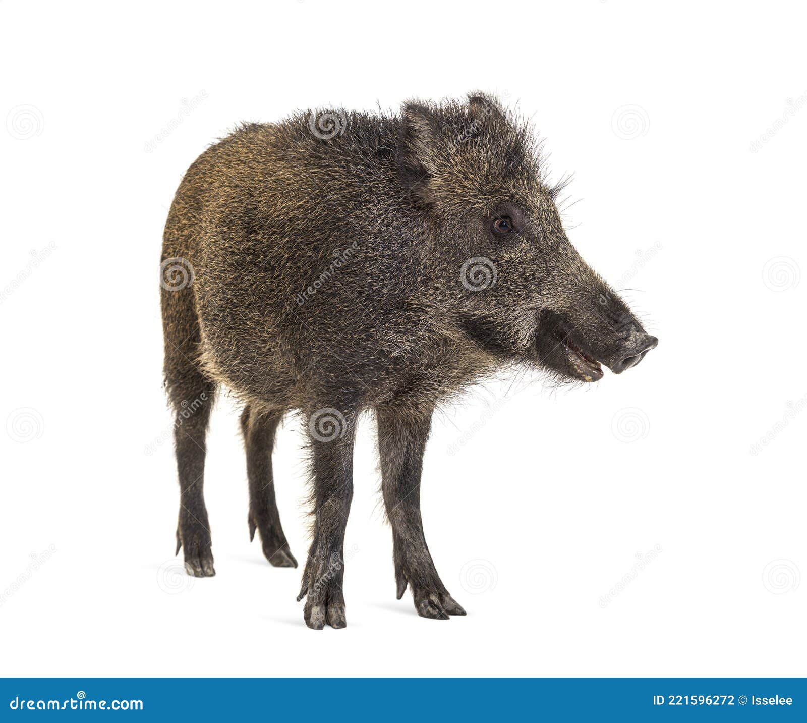 Standing Wild Boar, Isolated Stock Photo - Image of mammal, baby: 221596272