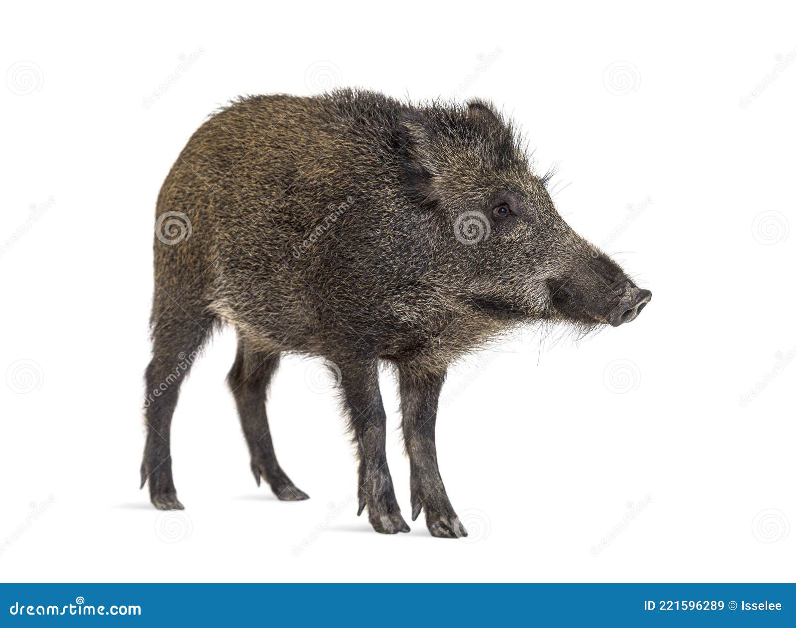 Standing Wild Boar, Isolated Stock Image - Image of white, omnivore ...