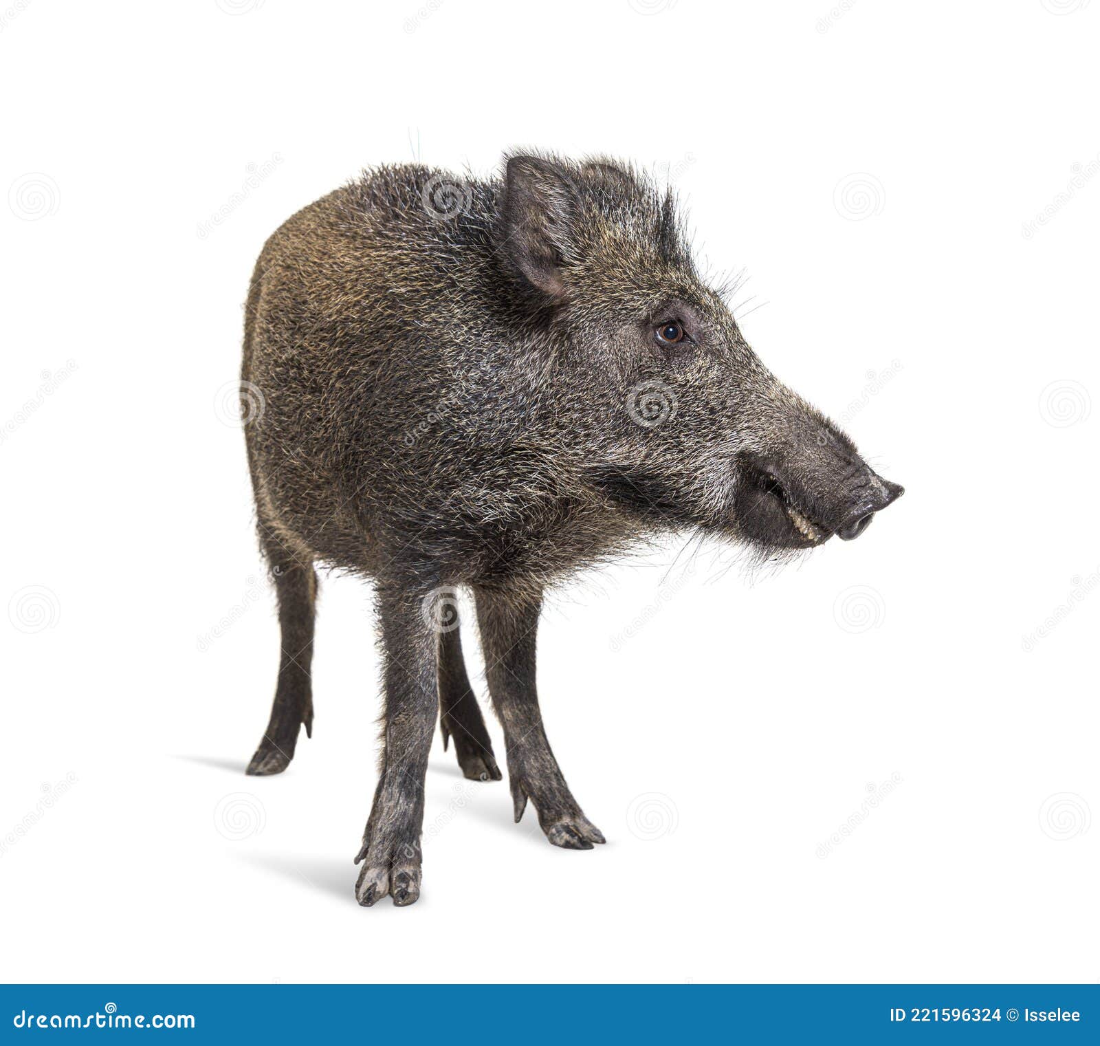 Standing Wild Boar, Isolated Stock Photo - Image of animal, boar: 221596324