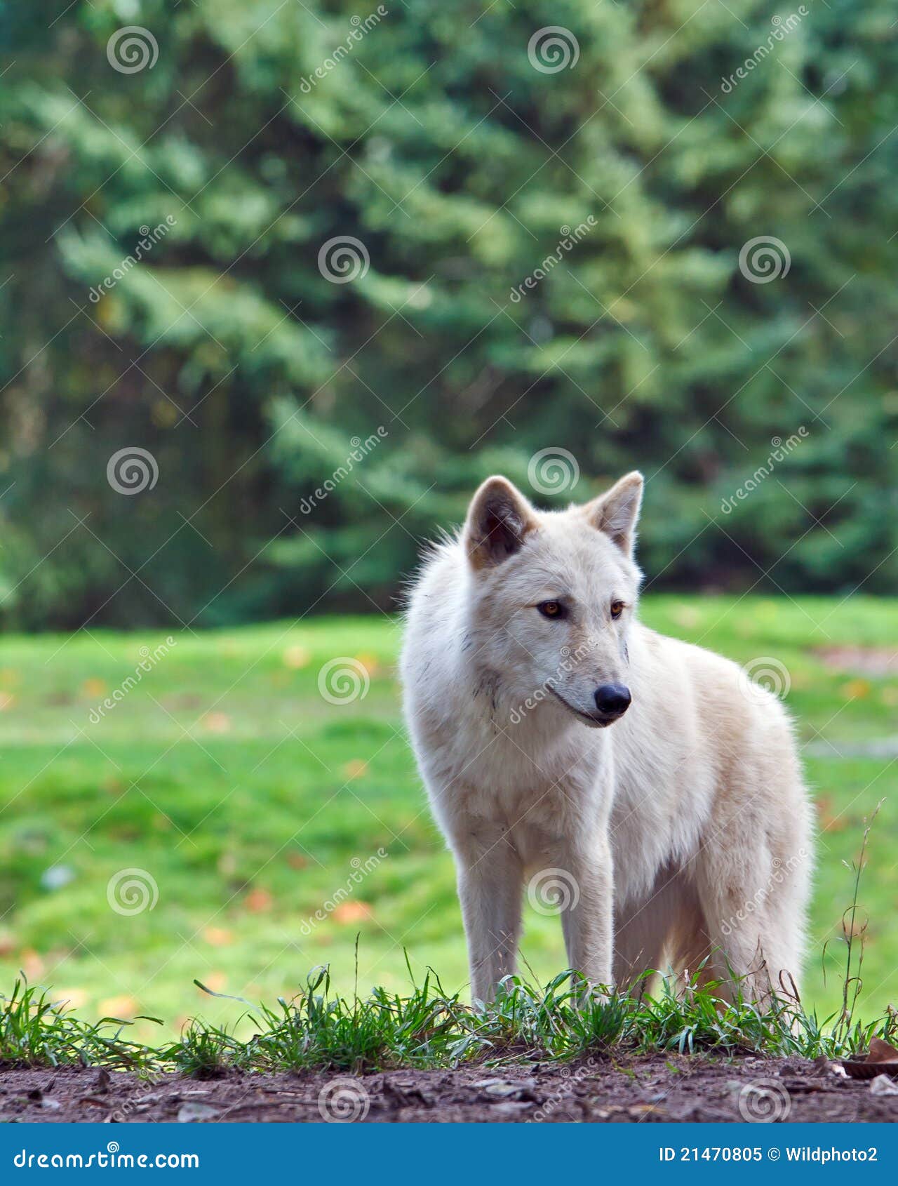 Standing Wolf stock image. Image of eyes, white, watchful - 21470805