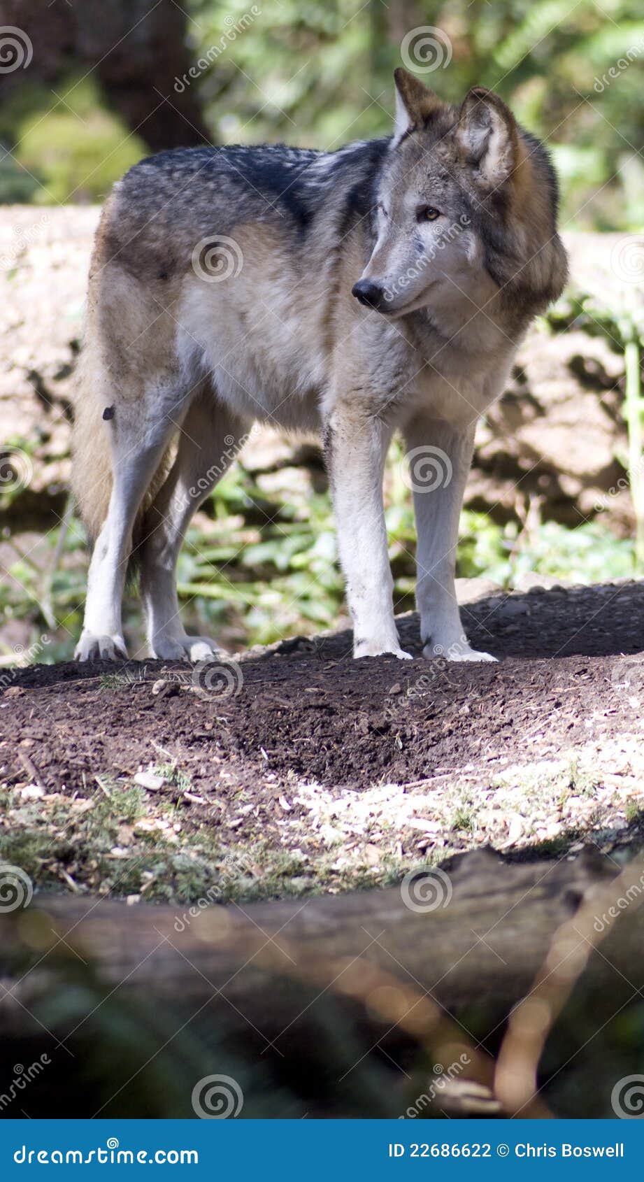 Standing Wolf North American Timberwolf Alone Stock Photo - Image of ...