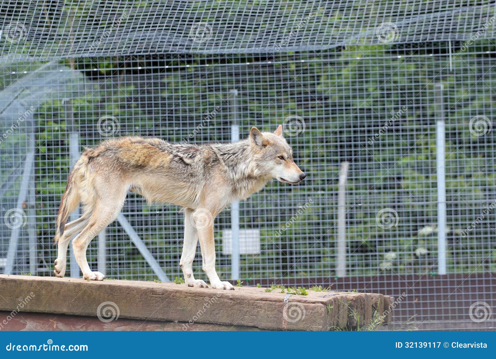 Standing wolf. stock image. Image of stand, watching - 32139117