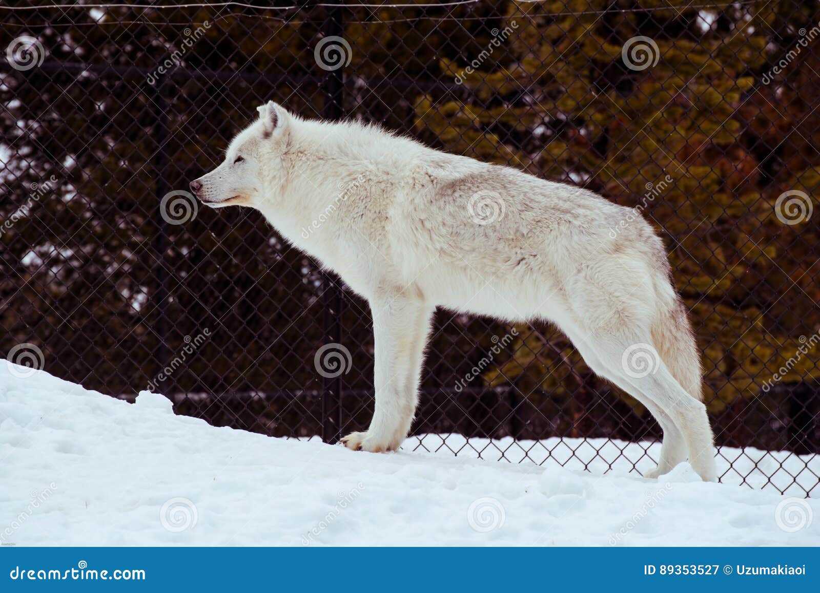 A Standing Wolf with the Snow in the Winter in the Relax Time Stock ...