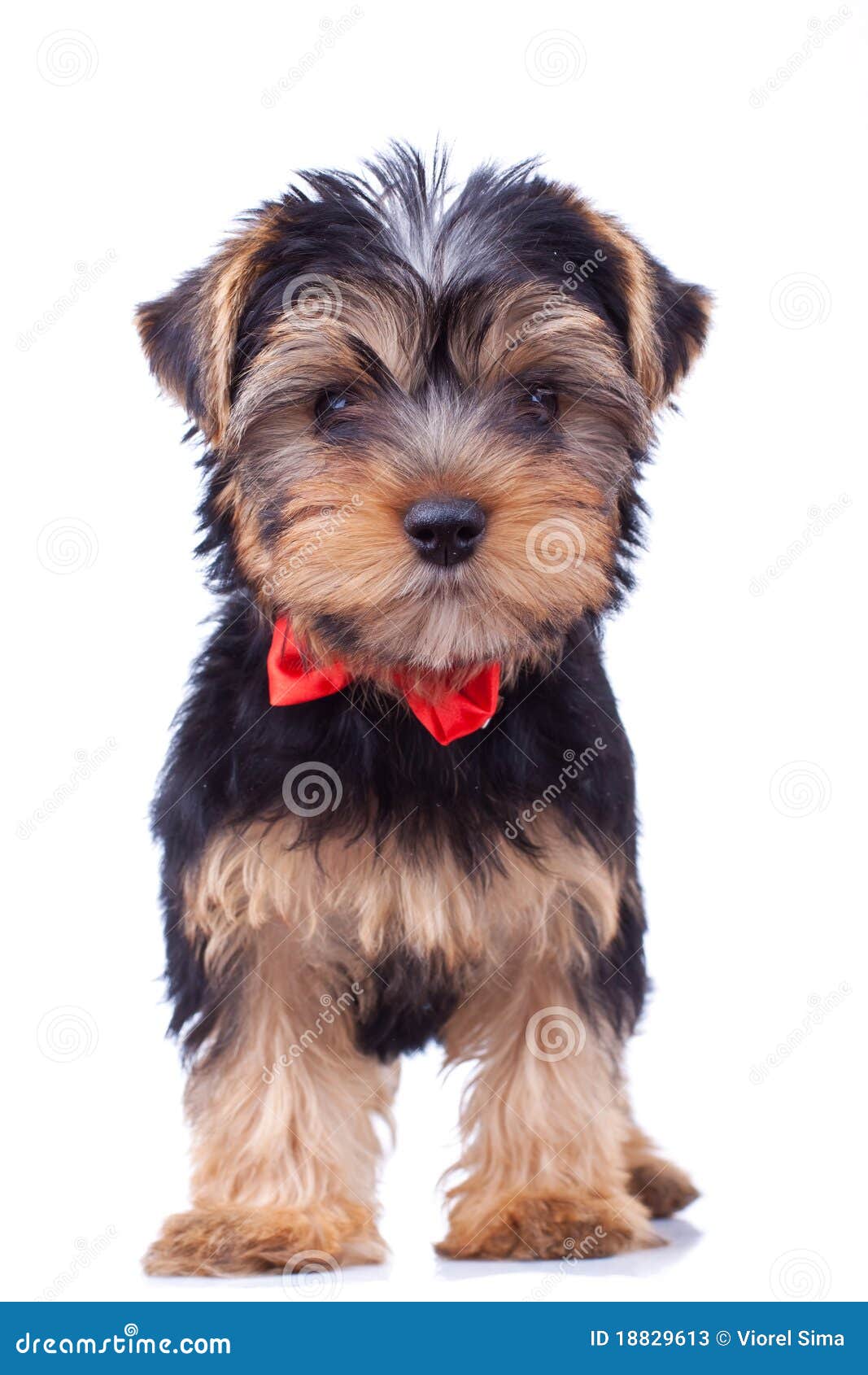 Standing Yorkshire Puppy with Red Bow Stock Image - Image of black ...