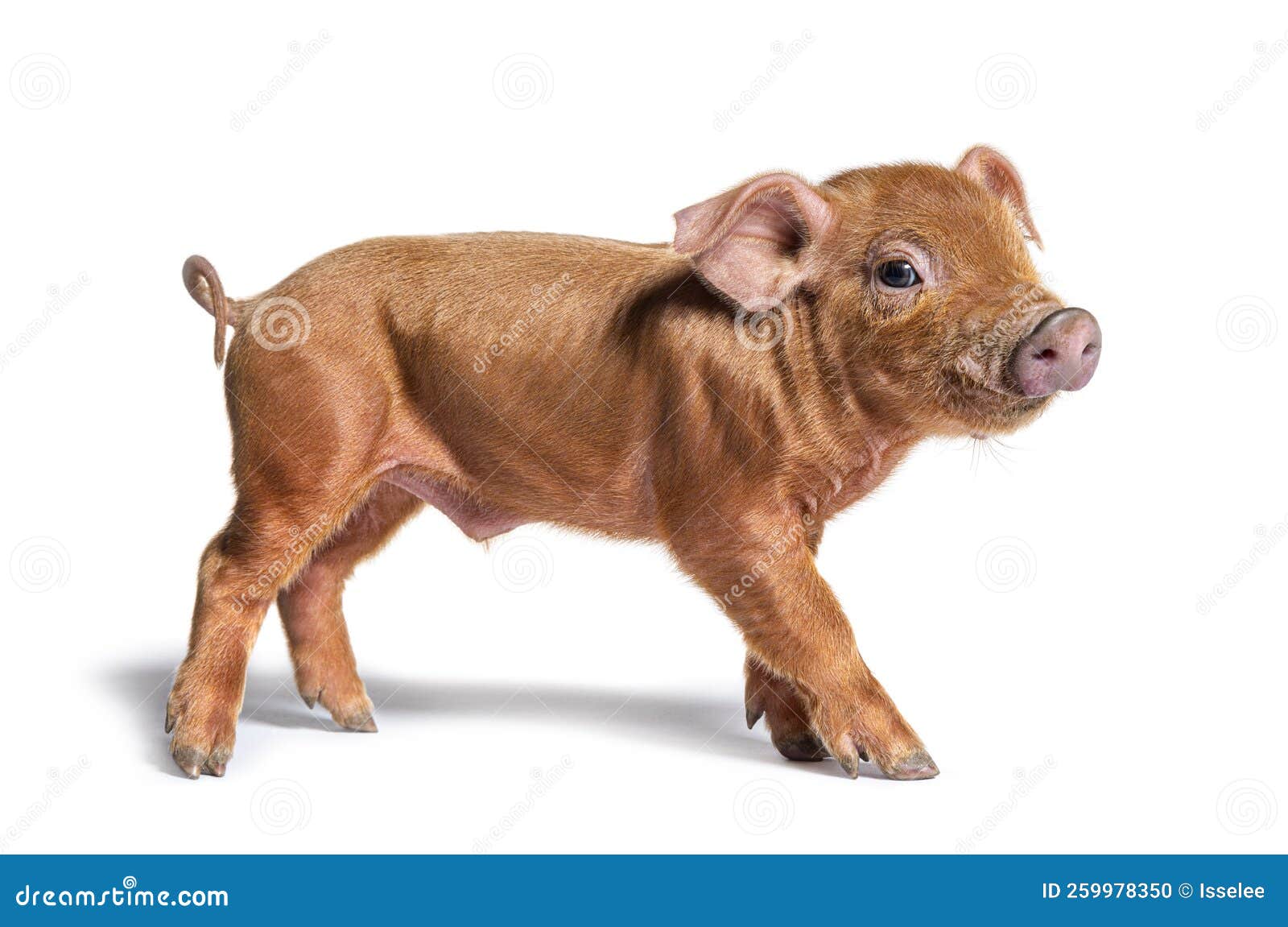 Standing Young Pig Looking at the Camera Mixedbreed, Isolated Stock ...