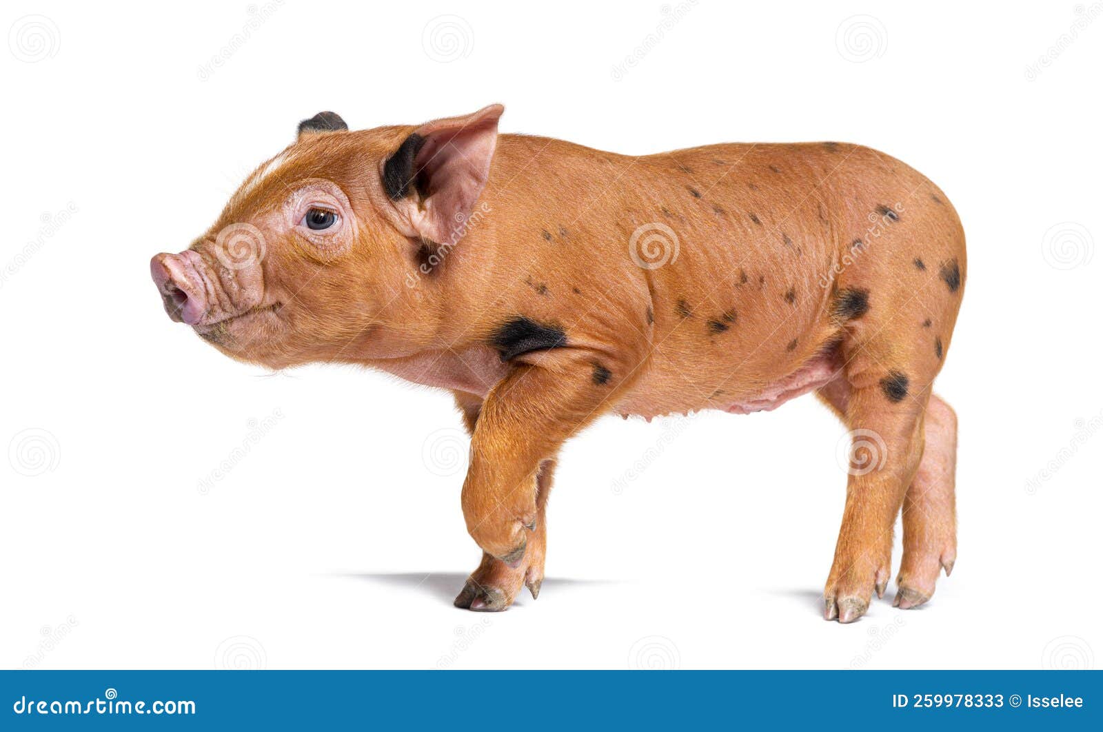 Standing Young Pig Ready To Walk Looking at the Camera Mixedbreed ...