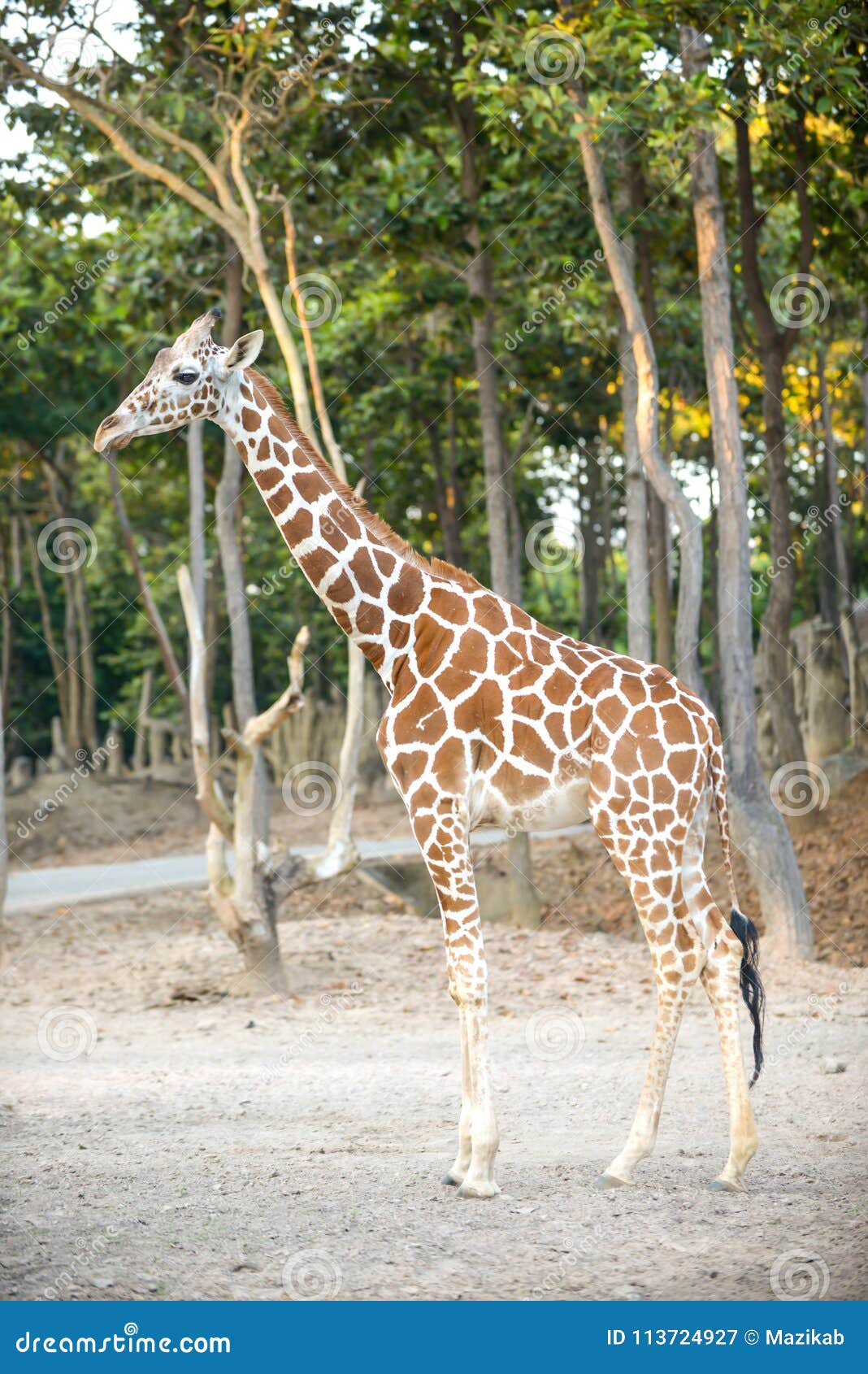 Reticulated giraffe stock image. Image of tree, nature - 113724927