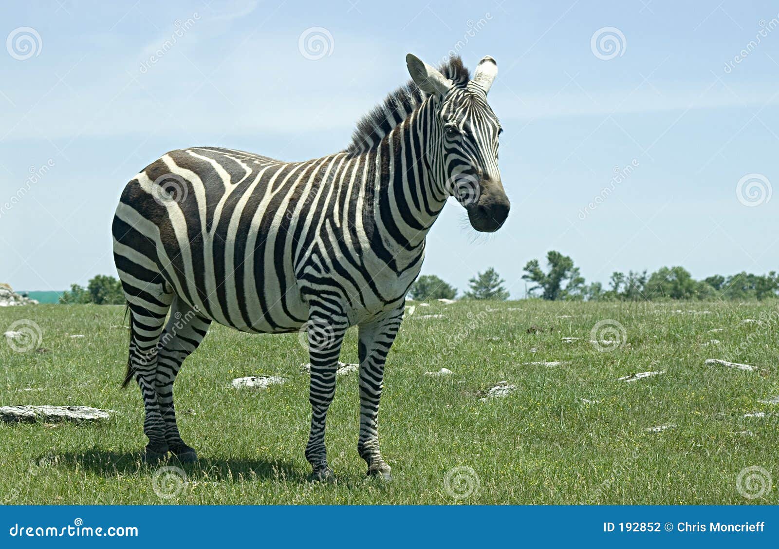 Standing zebra stock photo. Image of mammals, stand, africa - 192852