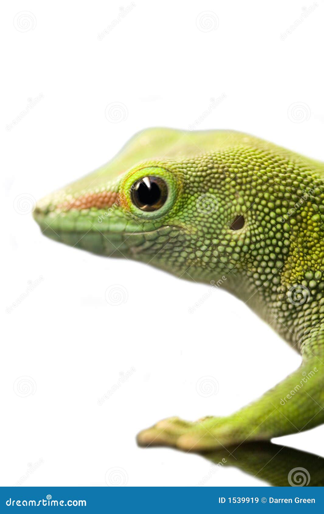 Standings Day Gecko - Phelsuma Standingi Stock Image - Image of ...