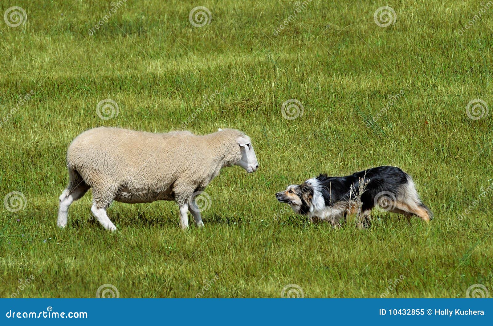 Standoff stock image. Image of competition, agriculture - 10432855