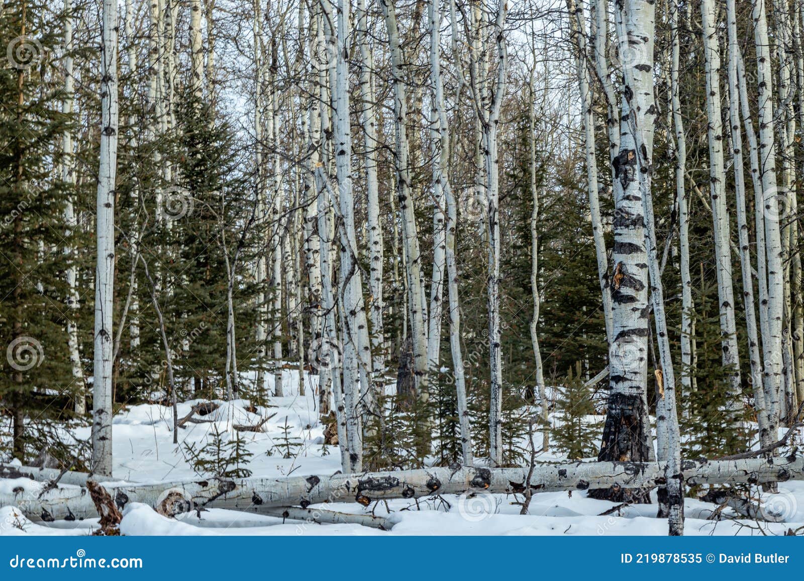 Stands of Birch Trees. Jumping Pound Demonstration Forest Natural Area ...