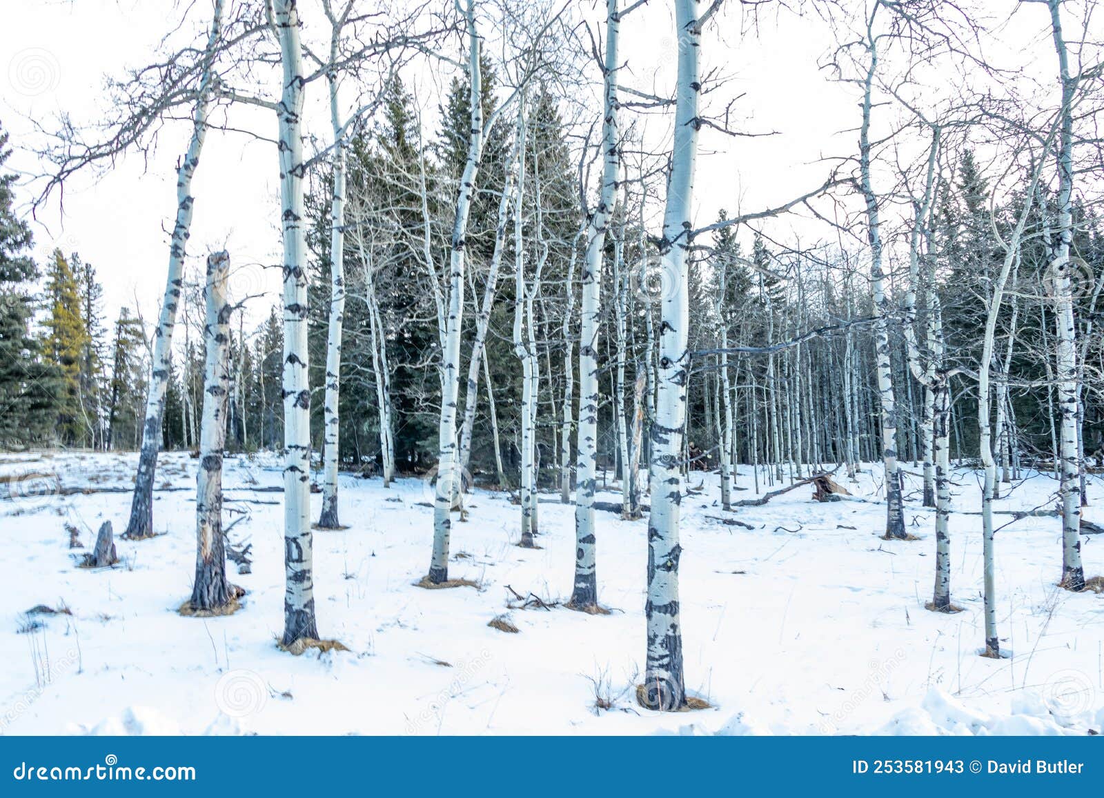 Stands of Birch Trees. Jumping Pound Demonstration Forest Natural Area ...