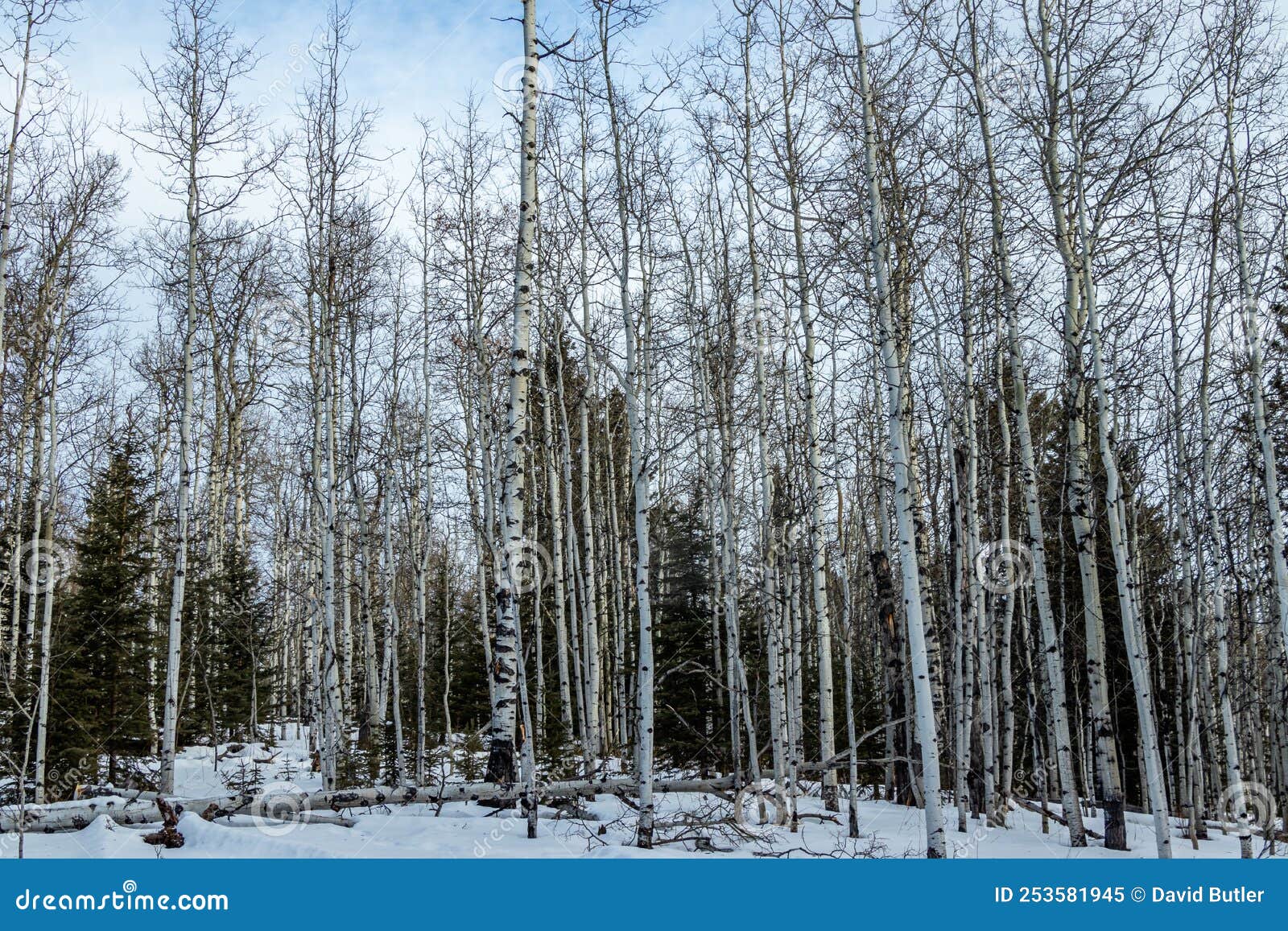 Stands of Birch Trees. Jumping Pound Demonstration Forest Natural Area ...