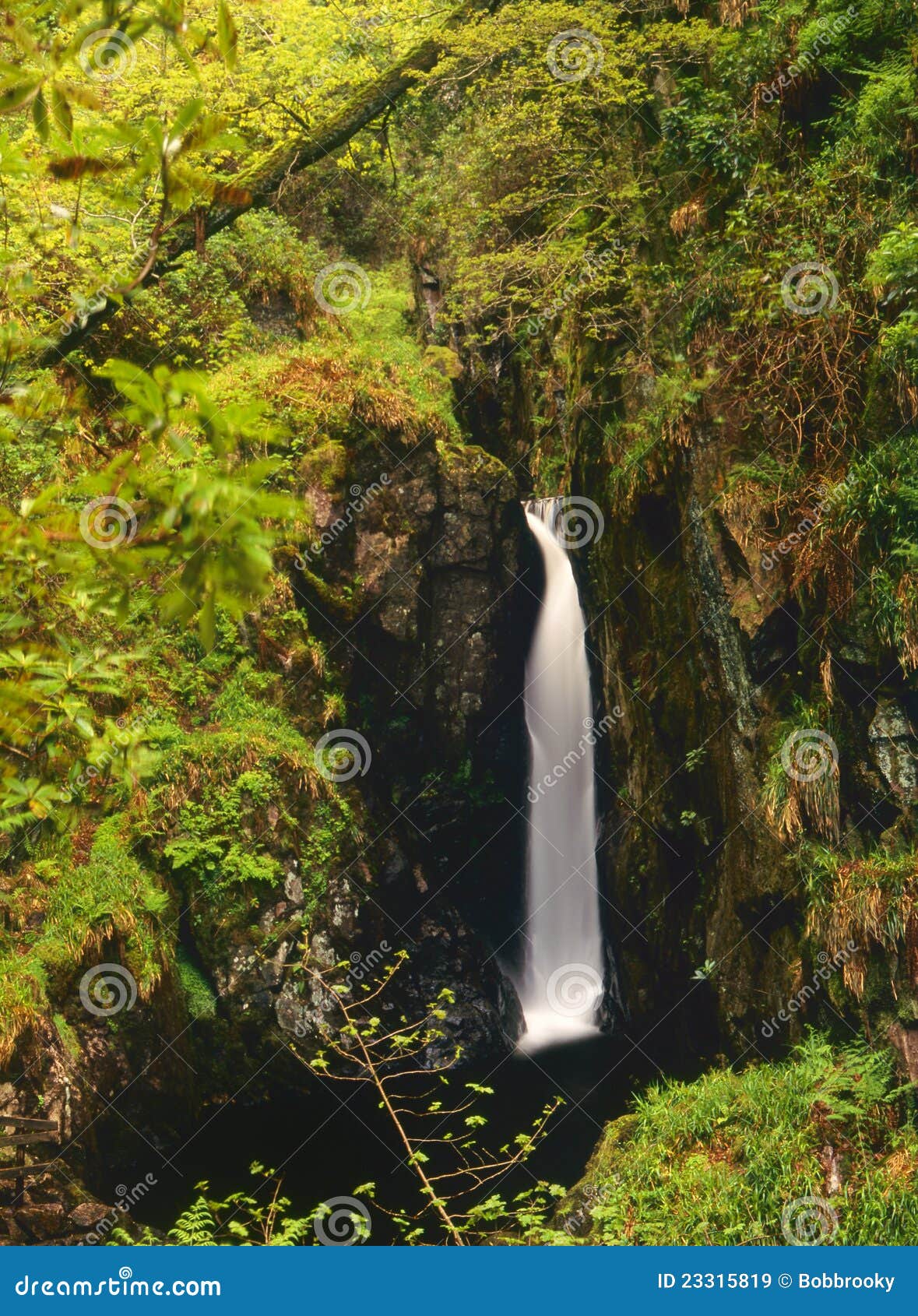Stanley Ghyll Force, Eskdale, Cumbria Stock Image - Image of greenery ...