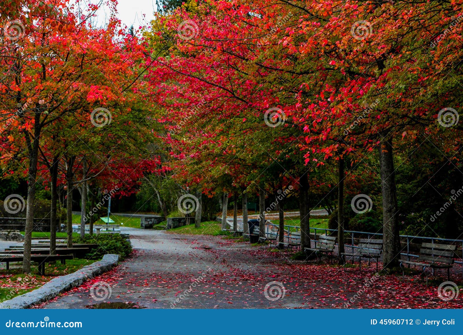 Stanley Park in the fall. editorial photography. Image of beautiful ...