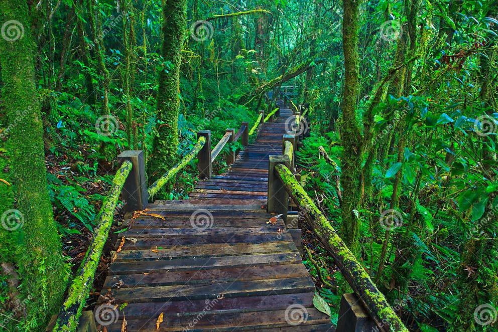 Stap met mos in het bos stock afbeelding. Image of diep - 34280585