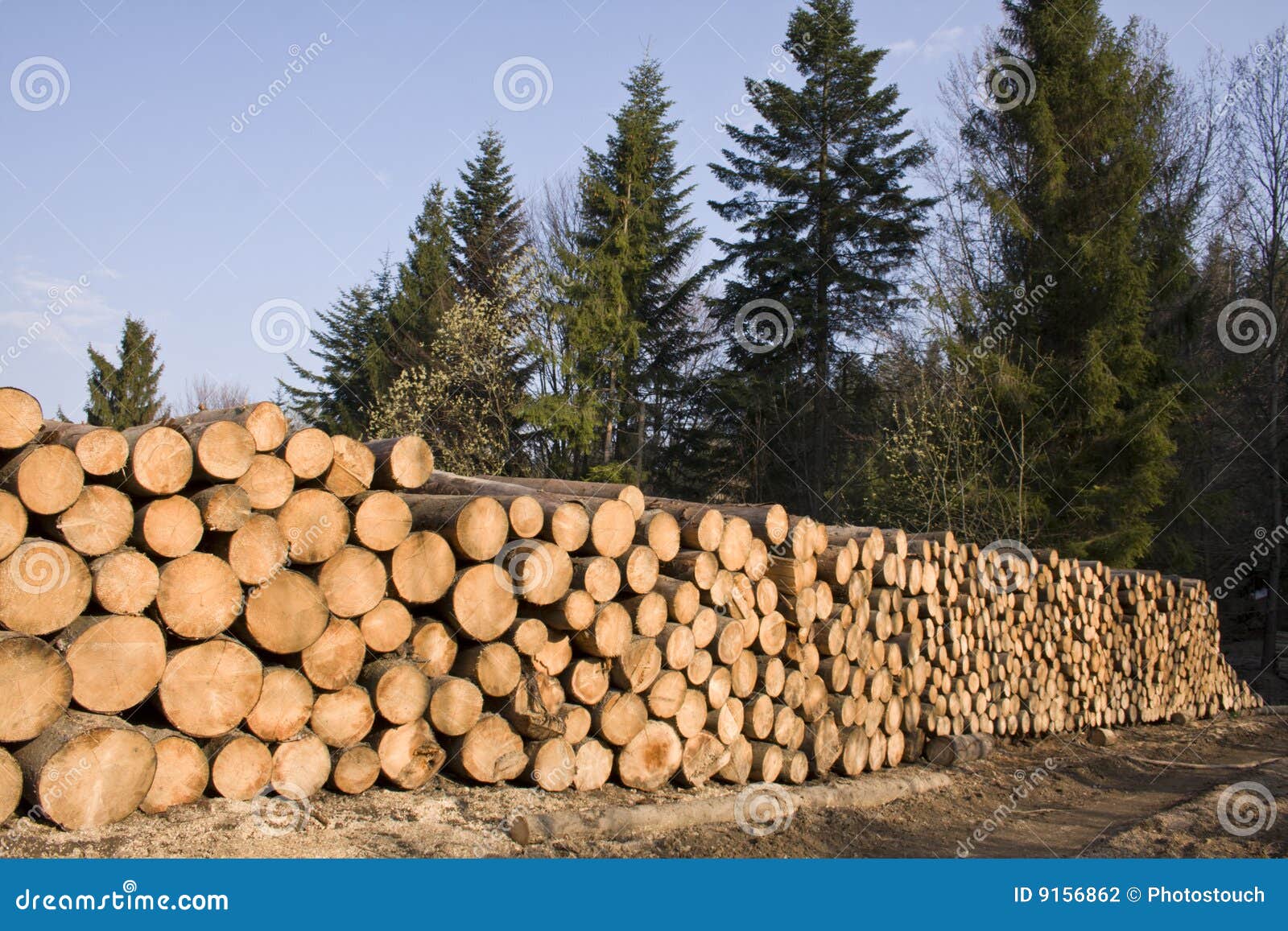 Stapel Kieferholz im Wald stockfoto. Bild von reihe, kiefer - 9156862