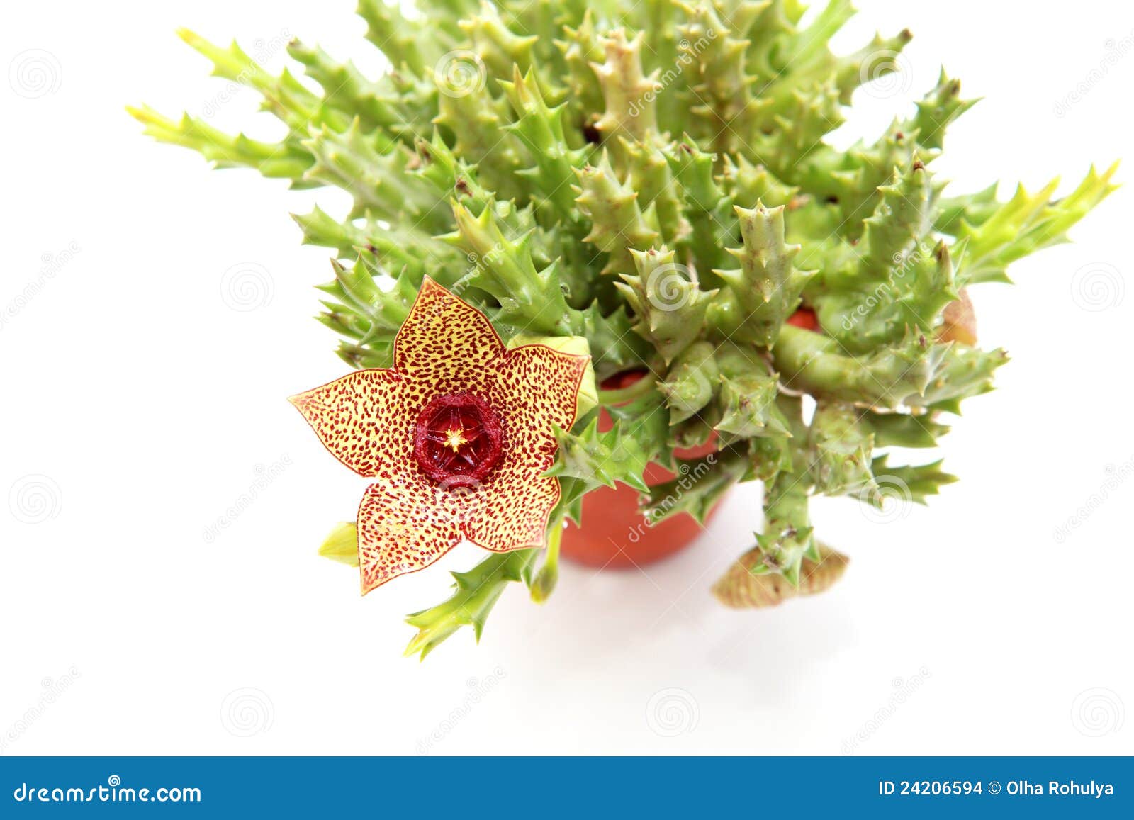Stapelia flower stock photo. Image of green, botany, indoors - 24206594