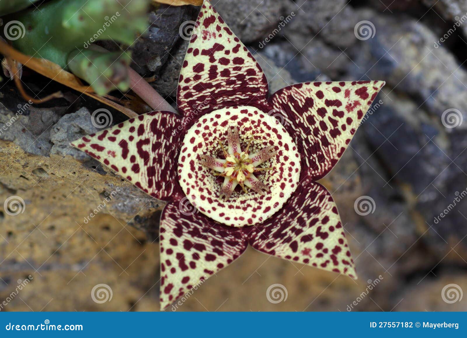 Stapelia flower stock photo. Image of grow, botany, flora - 27557182