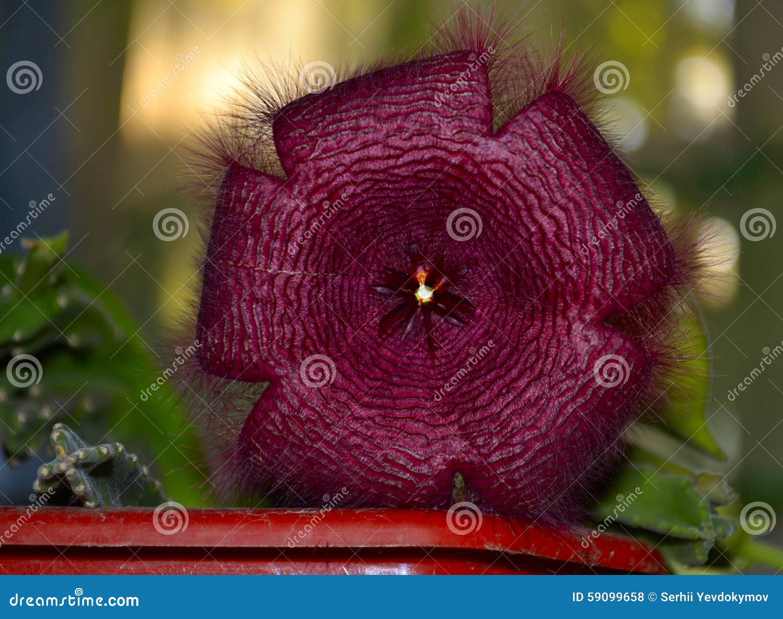 Stapelia gettleffii stock photo. Image of cactus, burgundy - 59099658