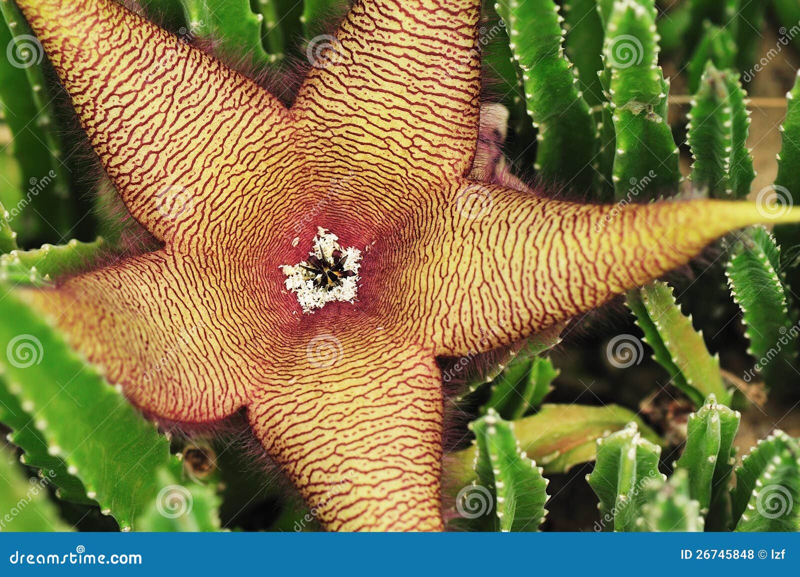Stapelia Grandiflora Succulent Plant With Purple Flower And Flies Stock ...