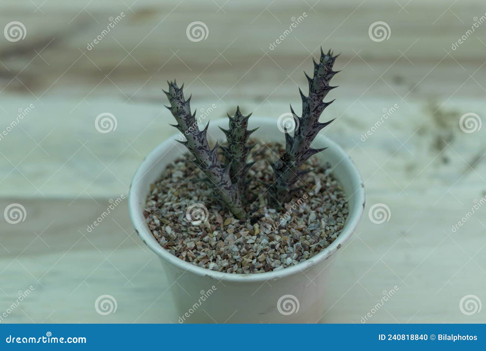 Stapelia Huernia Small Plant in a Pot Stock Photo - Image of green ...