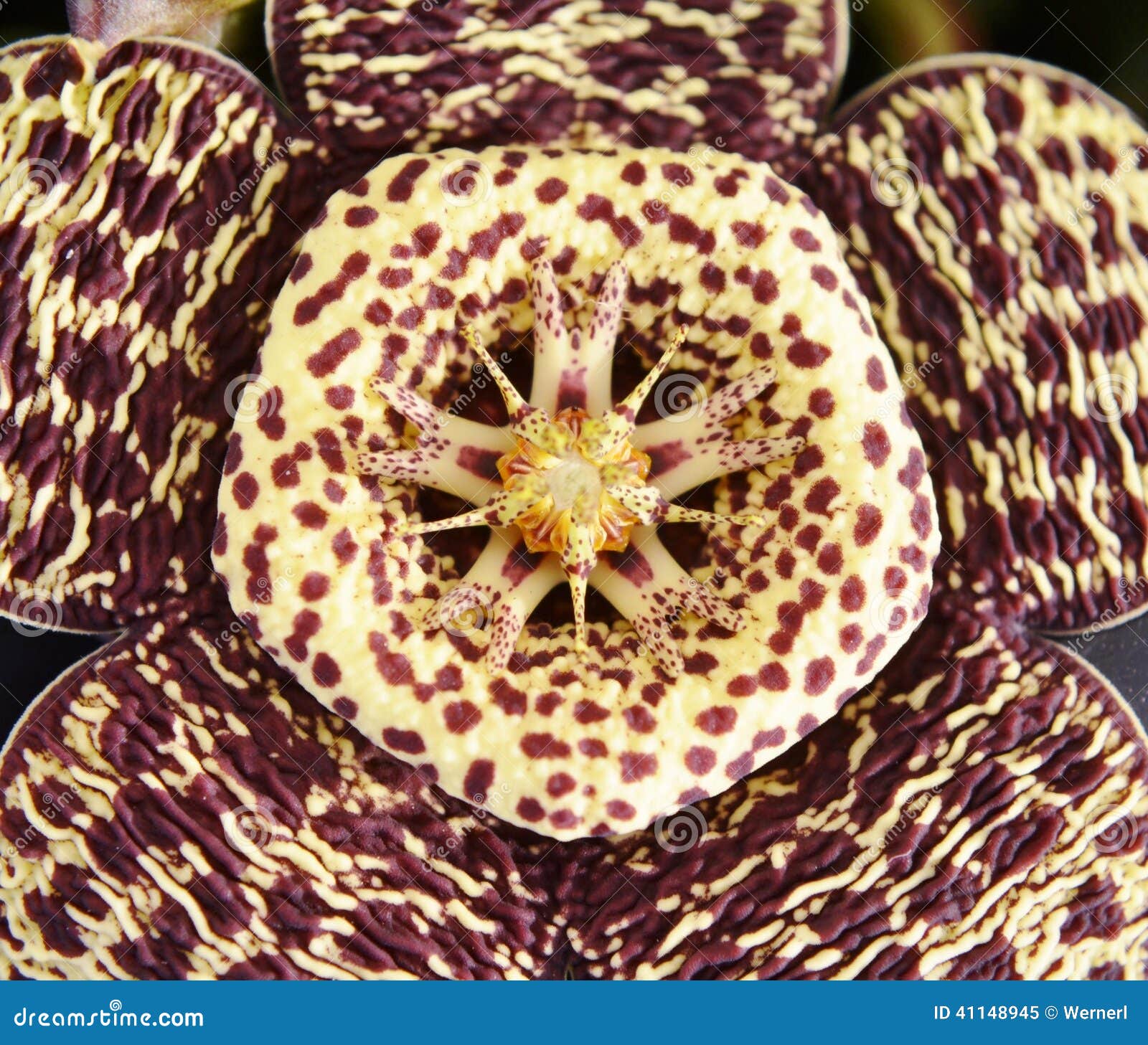 Stapelia lepida stock image. Image of stapelia, plant - 41148945