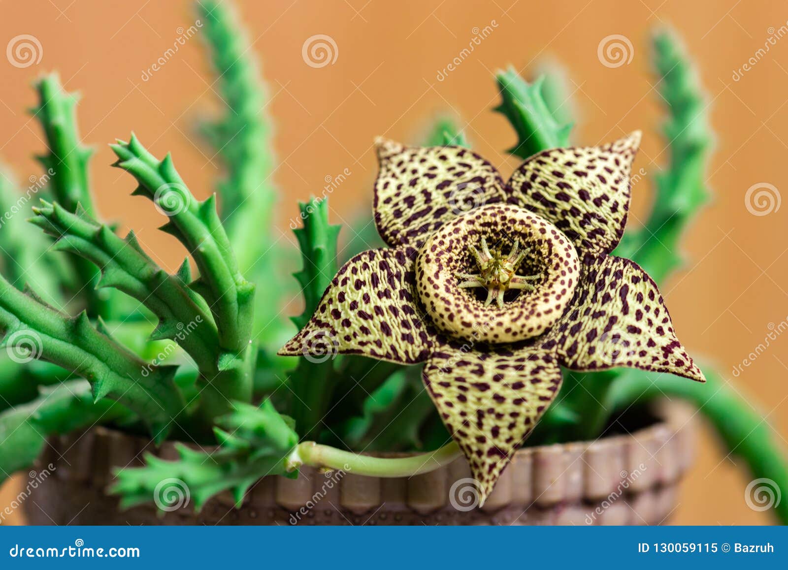 Stapelia variegata flower stock image. Image of floral - 130059115