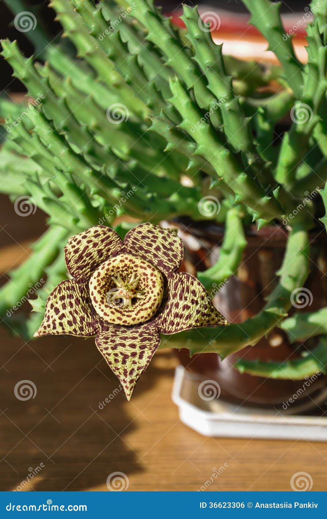 Stapelia yellow flower stock photo. Image of cactus, succulent - 36623306