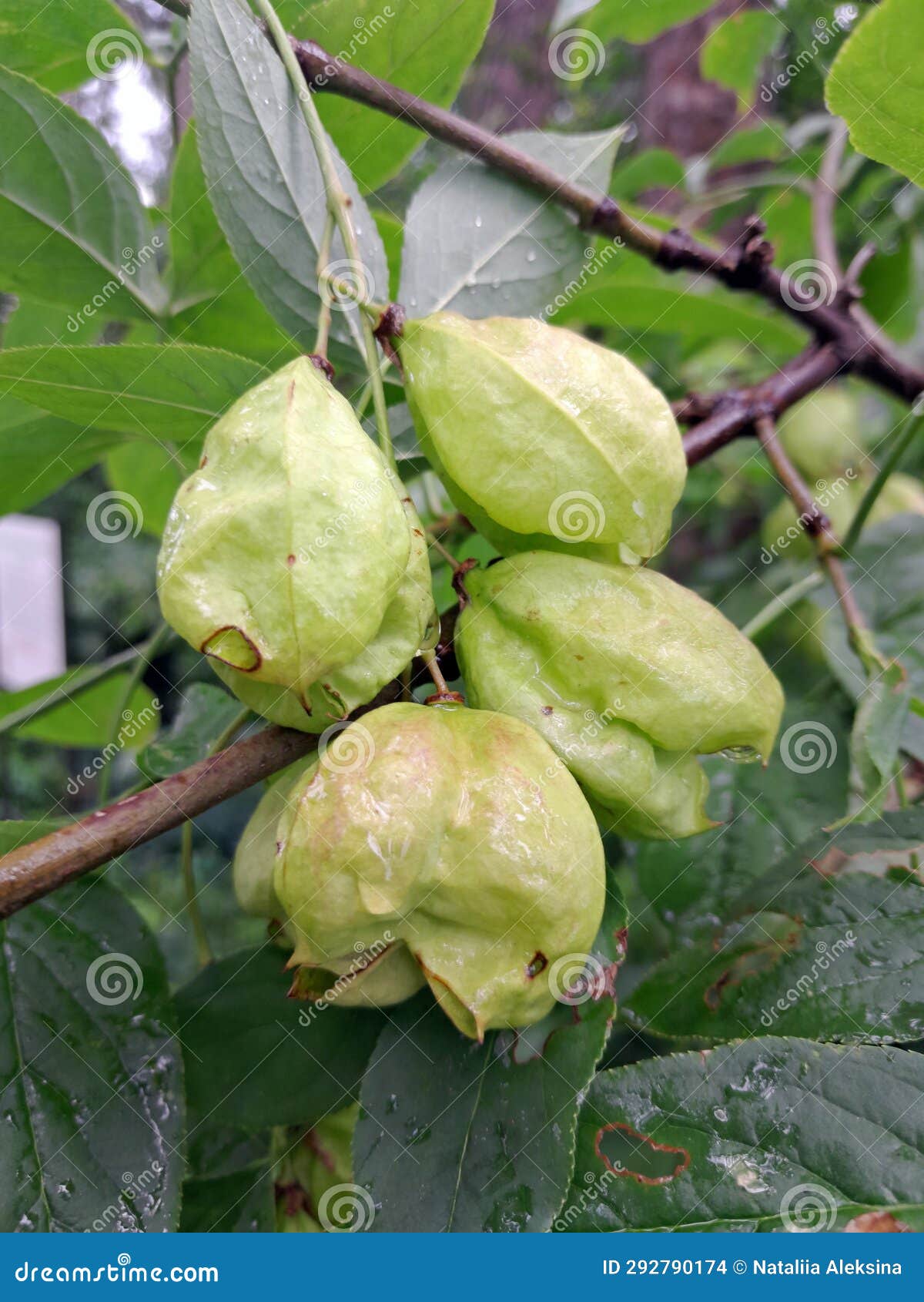 Staphylea Pinnata Tree Green Fruits Stock Photo - Image of garden, food ...
