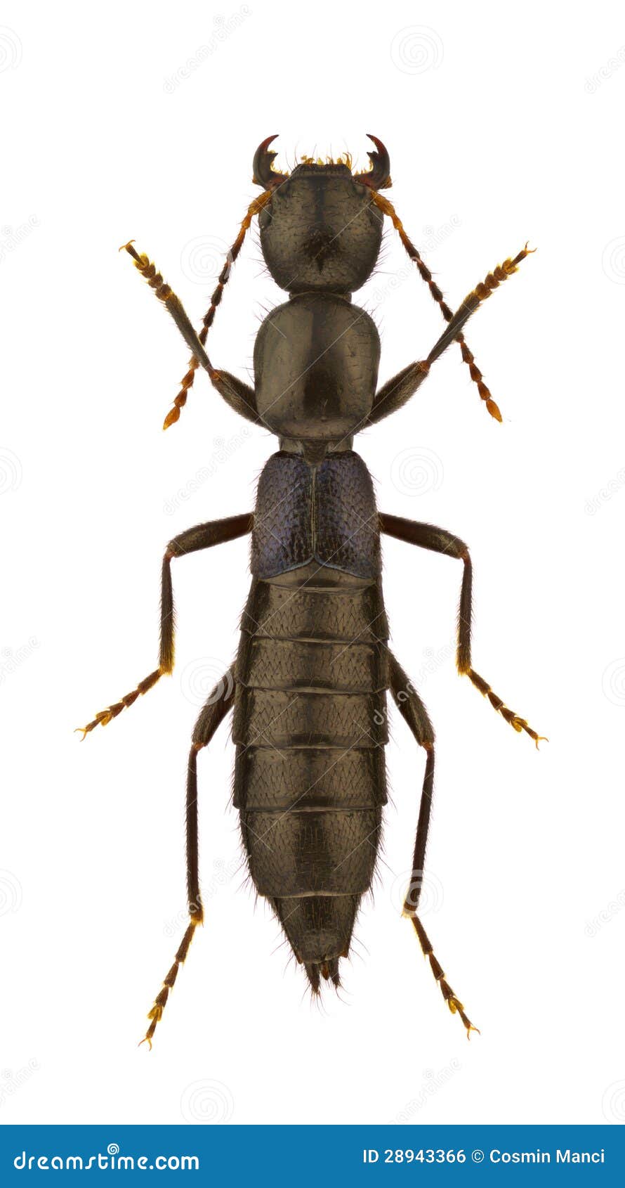 Staphylinidae foto de archivo. Imagen de salvaje, primer - 28943366