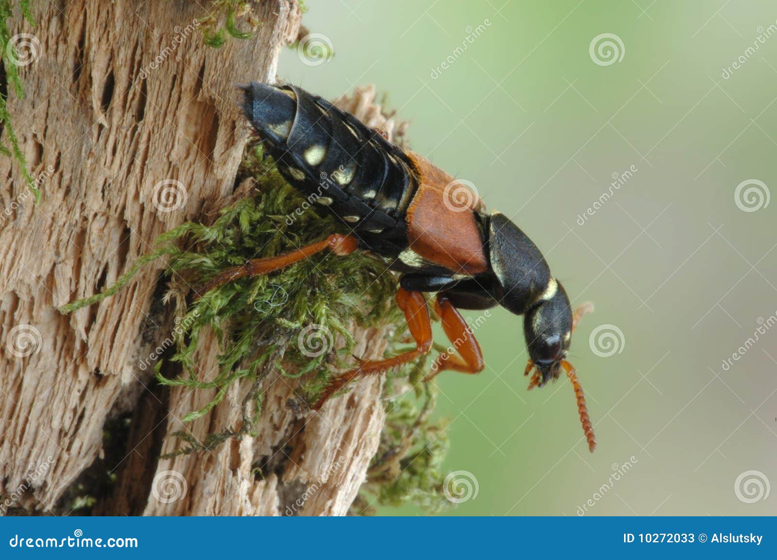 Staphylinus caesareus stock image. Image of animals, color - 10272033