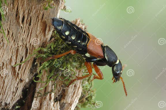 Staphylinus caesareus stock image. Image of animals, color - 10272033