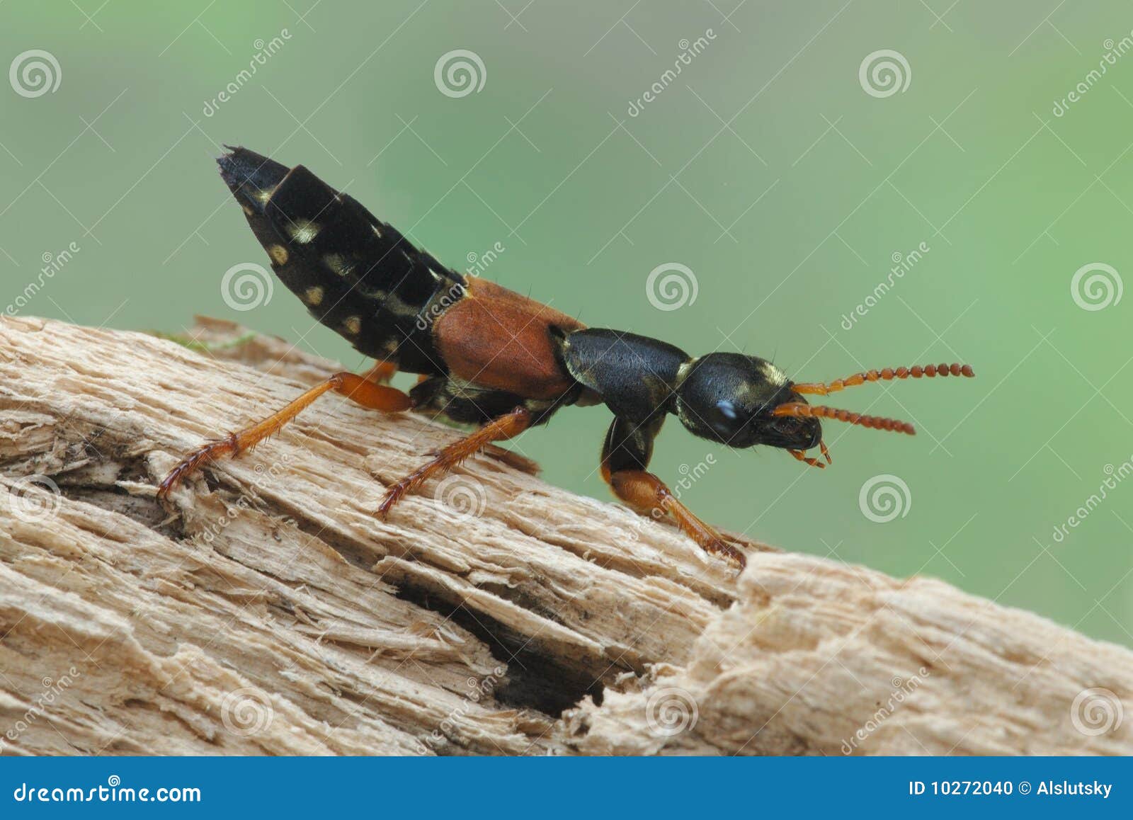 Staphylinus caesareus stock photo. Image of spring, natural - 10272040