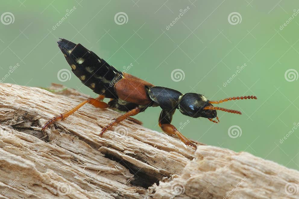 Staphylinus caesareus stock photo. Image of spring, natural - 10272040