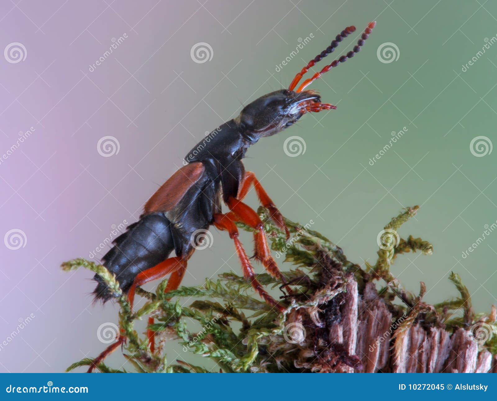 Staphylinus erythropterus stock image. Image of biology - 10272045