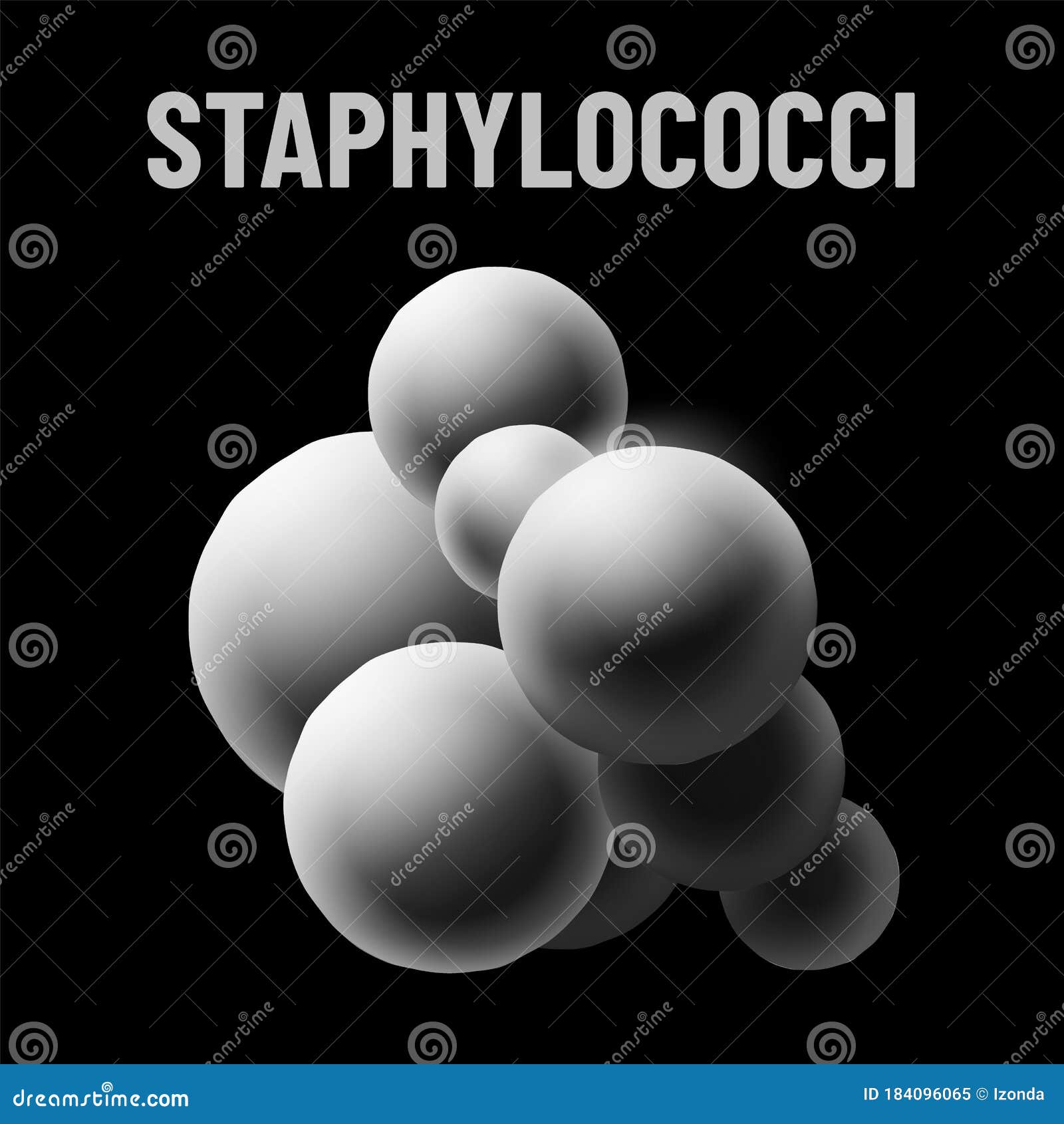 Staphylococci Bacteria Monochrome Vector Illustration On Black ...