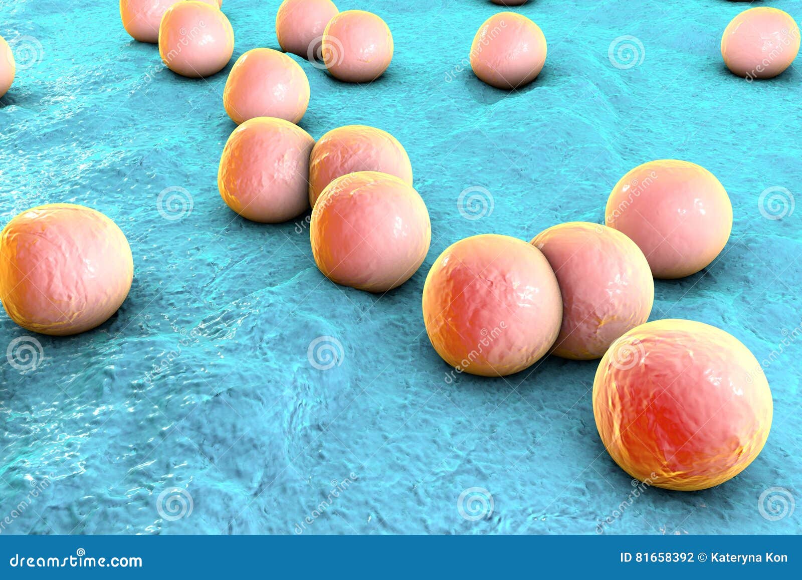 Staphylococci on the Surface of Skin Stock Illustration - Illustration ...