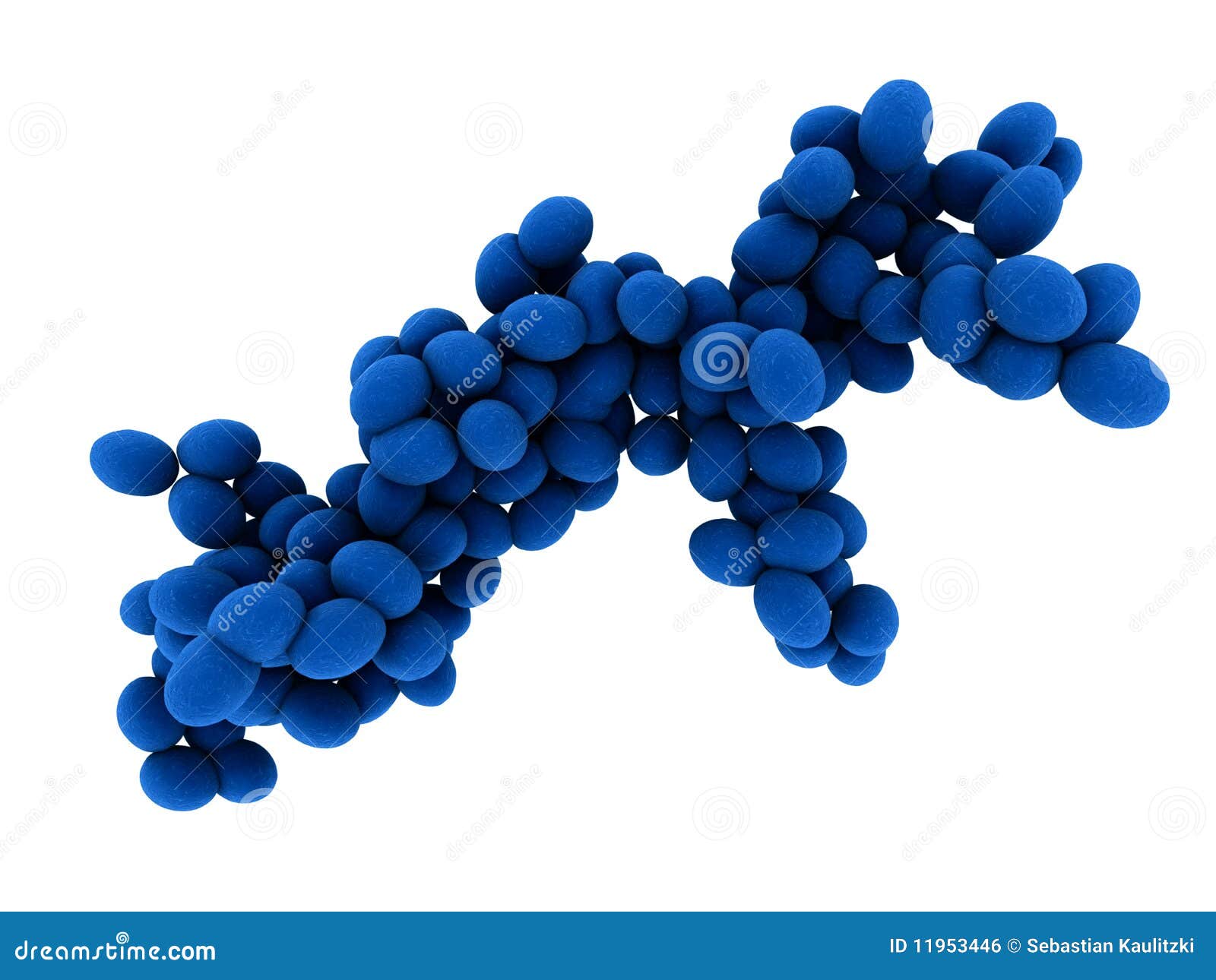 Staphylococcus. Bacteria Classification. Spherical Shapes Of Bacteria ...
